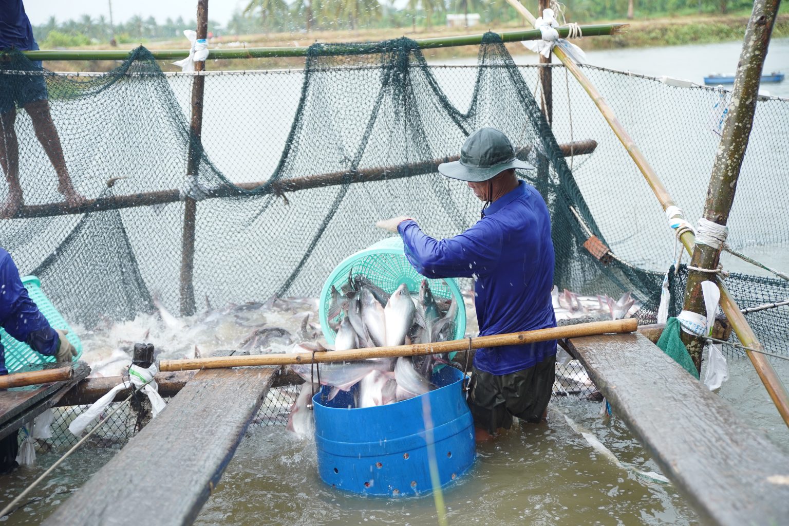 Benefits of Freshwater Fish Farming - THUFICO